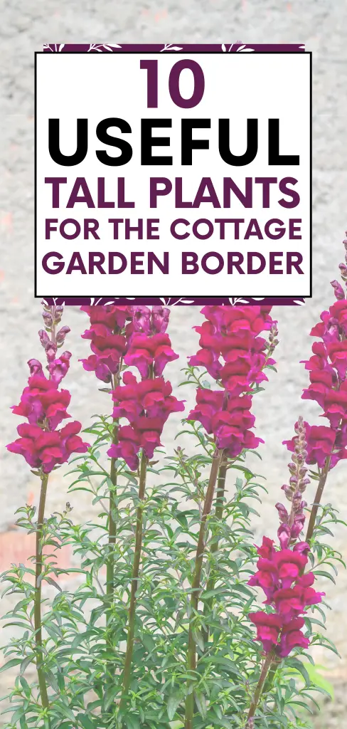 10 Useful Tall Plants for the Cottage Garden Border - My Home And Kitchen