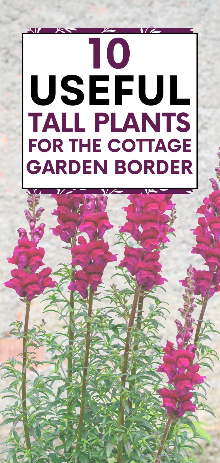 10 Useful Tall Plants for the Cottage Garden Border - My Home And Kitchen