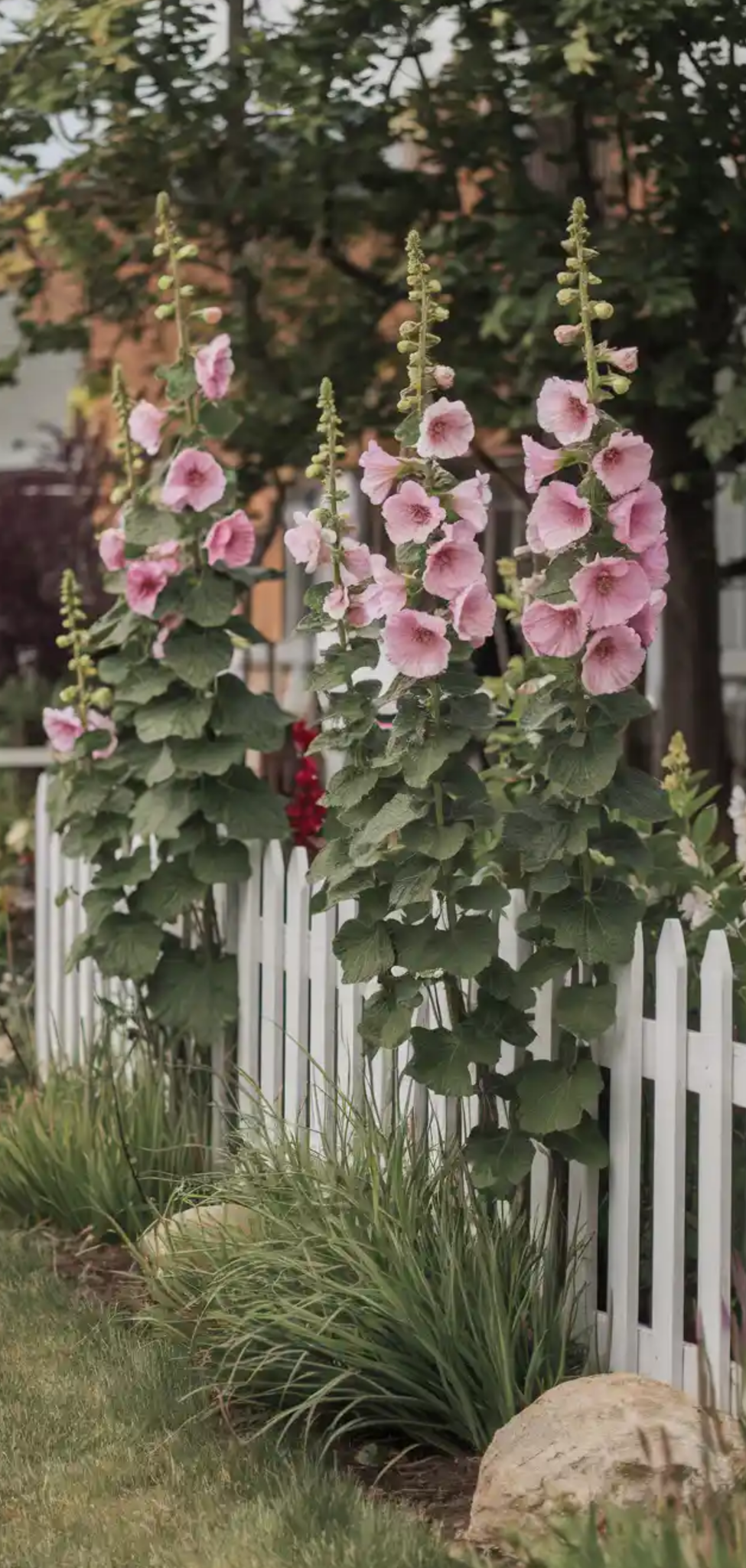 10 Useful Tall Plants for the Cottage Garden Border - My Home And Kitchen