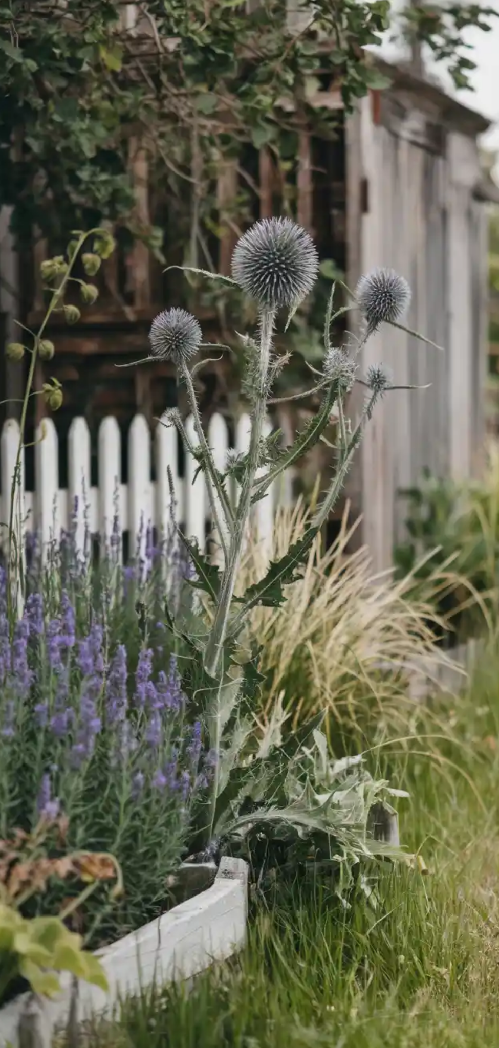 10 Useful Tall Plants for the Cottage Garden Border - My Home And Kitchen