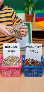 12 Easy Seed Sorting Activities for Preschool - My Home And Kitchen