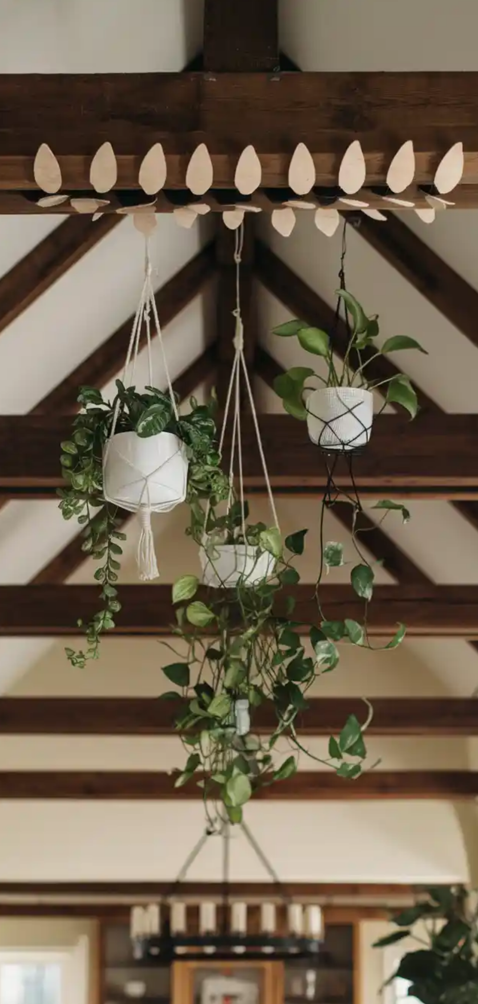 12 Smart Ways to Hanging Plants from Your Ceiling - My Home And Kitchen