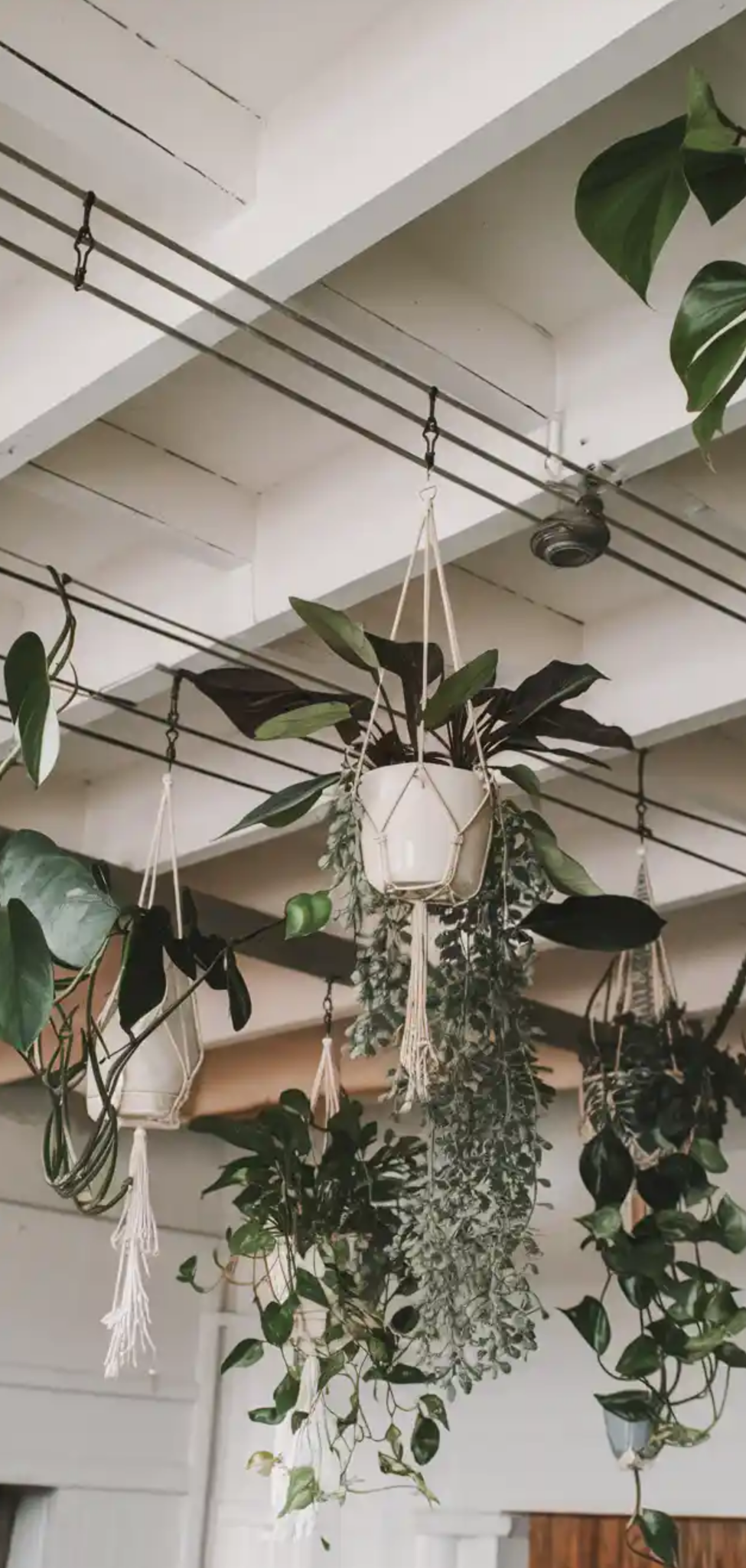 12 Smart Ways to Hanging Plants from Your Ceiling - My Home And Kitchen