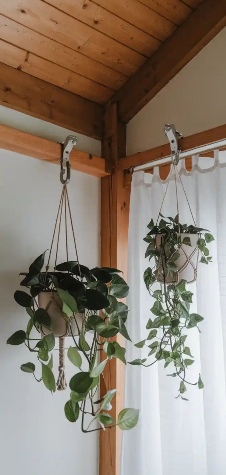 12 Smart Ways to Hanging Plants from Your Ceiling - My Home And Kitchen