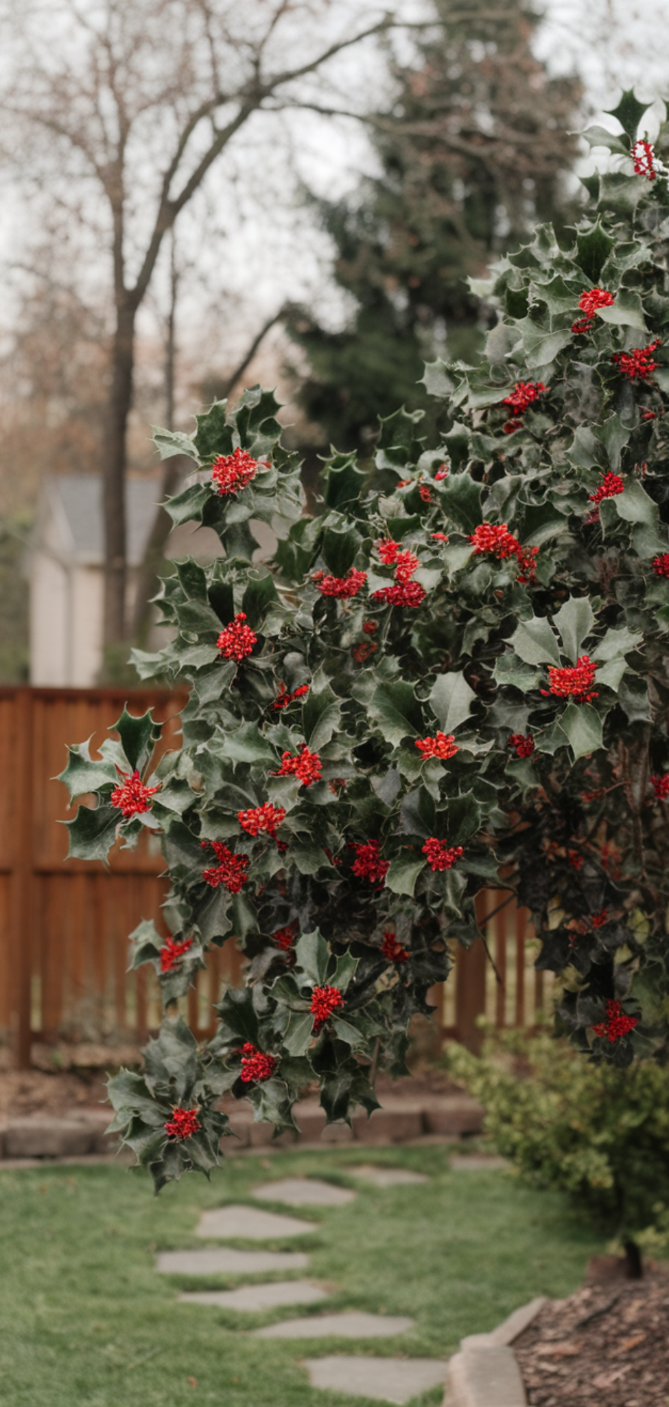 15 Tall Plants for Natural Shade - My Home And Kitchen