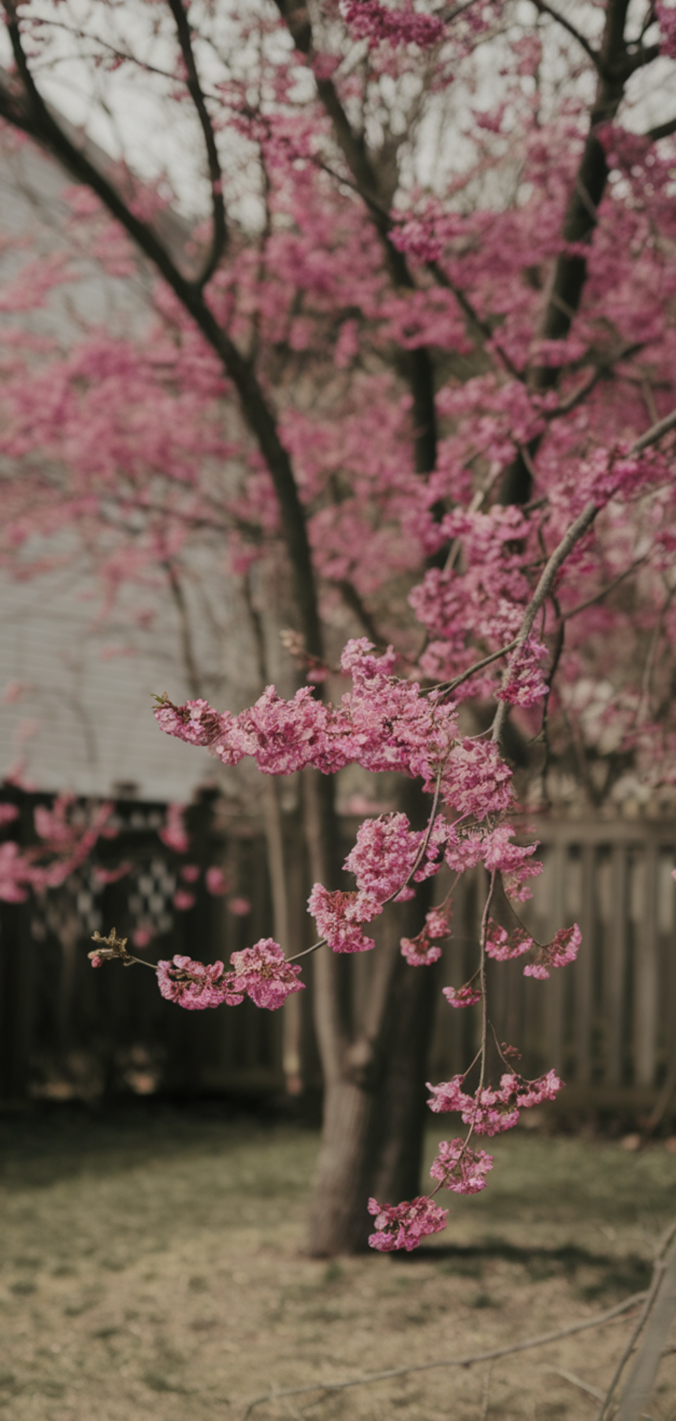 15 Tall Plants for Natural Shade - My Home And Kitchen