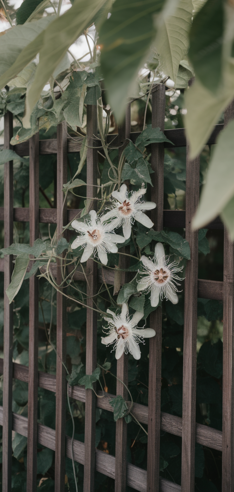 16 Stunning Prettiest Flowering Vines for Shade - My Home And Kitchen