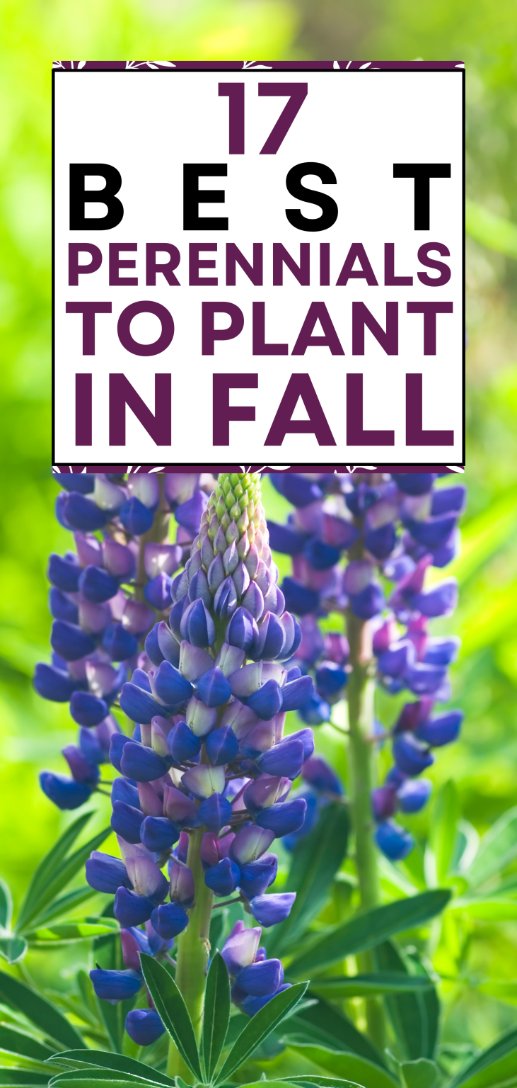 17 Best Perennials To Plant In Fall - My Home And Kitchen