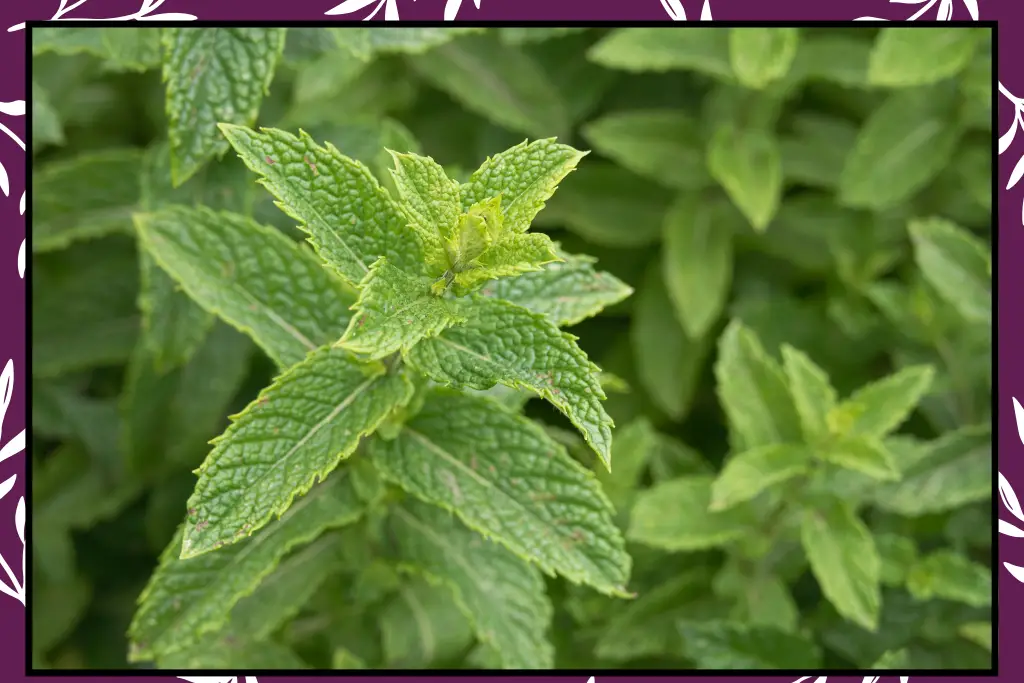 17 Amazing Medicinal Herb Garden: Plant Ideas and Layout Tips - My Home ...